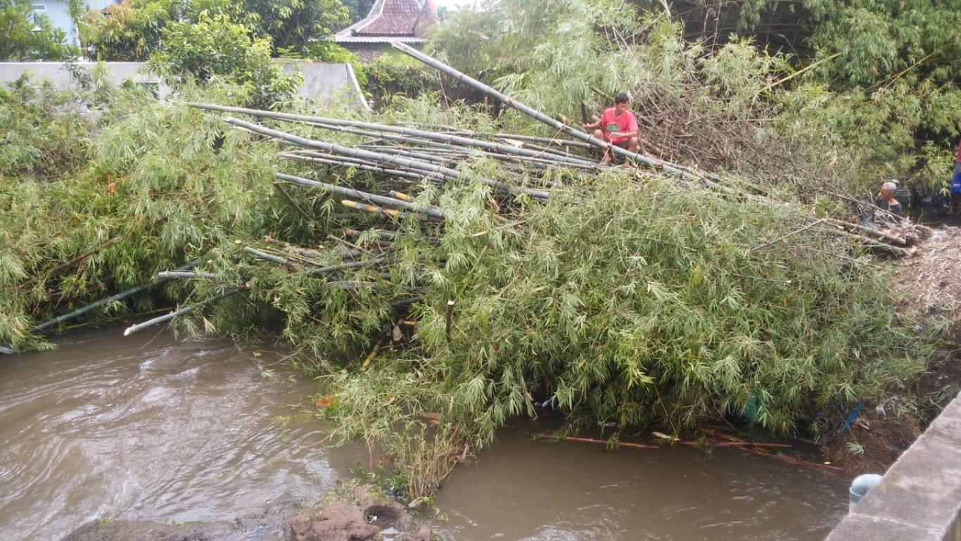 Dampak Hujan Lebat Pohon Bambu Roboh di bantaran sungai Winongo ...